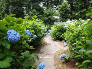 Ajisai Festival at Kibitsu Shrine, Okayama - The Wadas On Duty